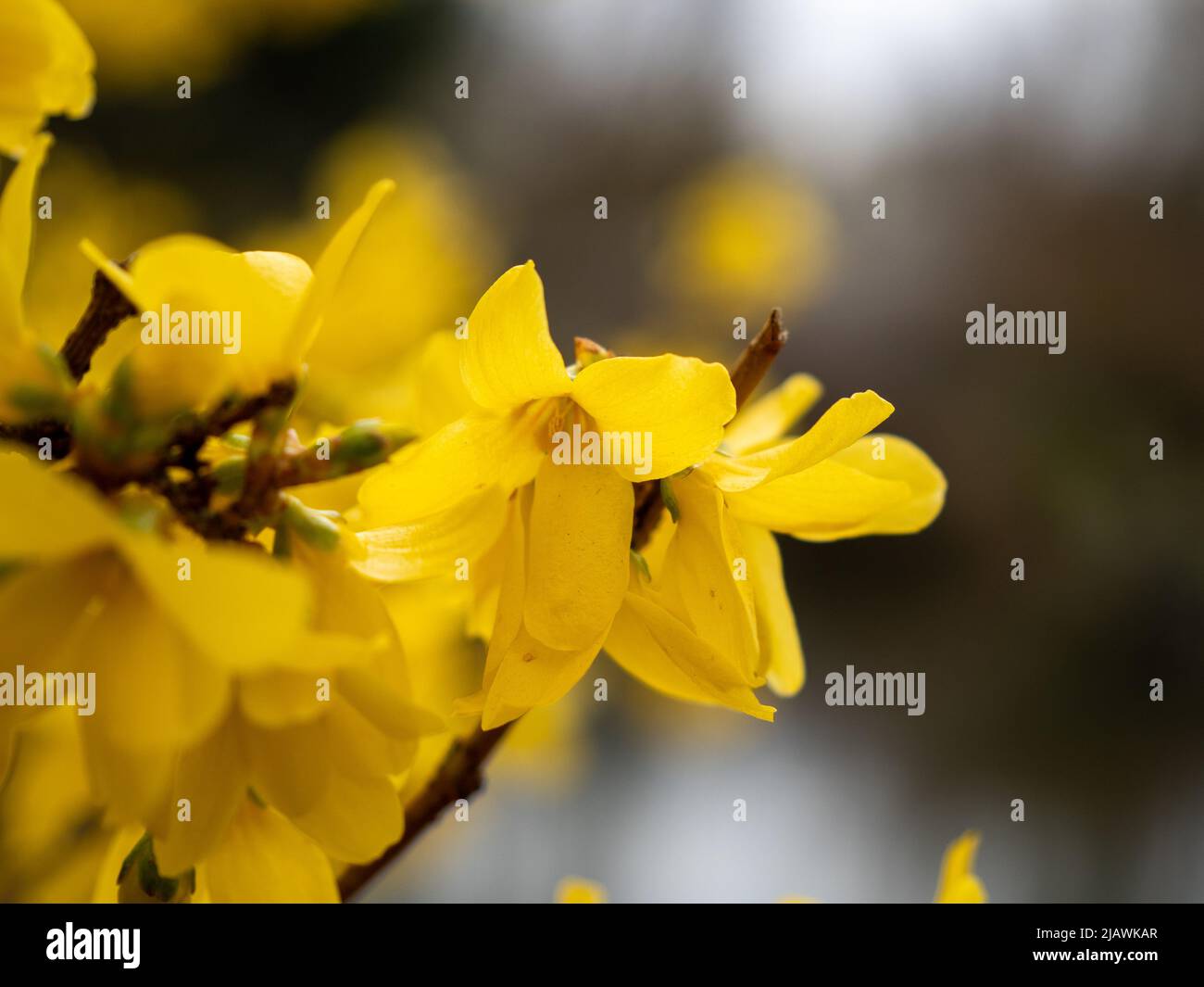 Blooming forsythia spring yellow beautiful bright flowers Stock Photo ...