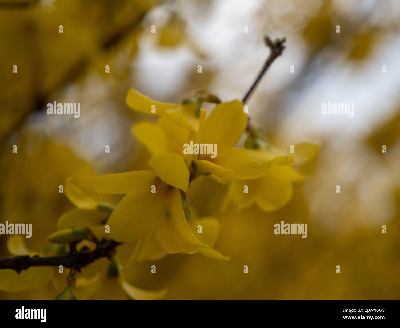 Blooming forsythia spring yellow beautiful bright flowers Stock Photo ...