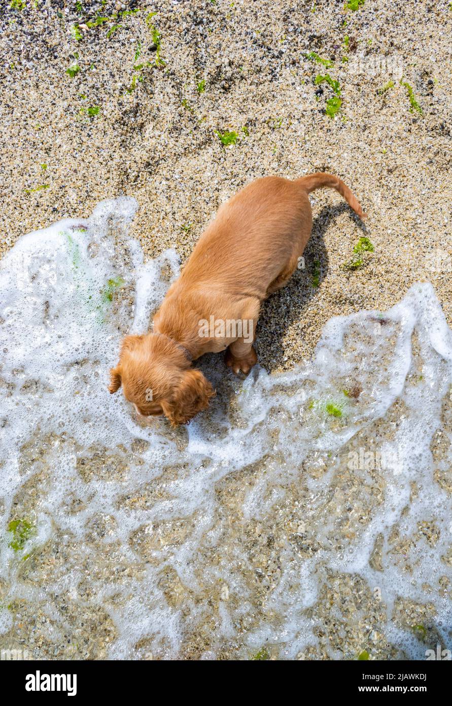Two months old male puppy English Cocker Spaniel dog buried in the sand ...