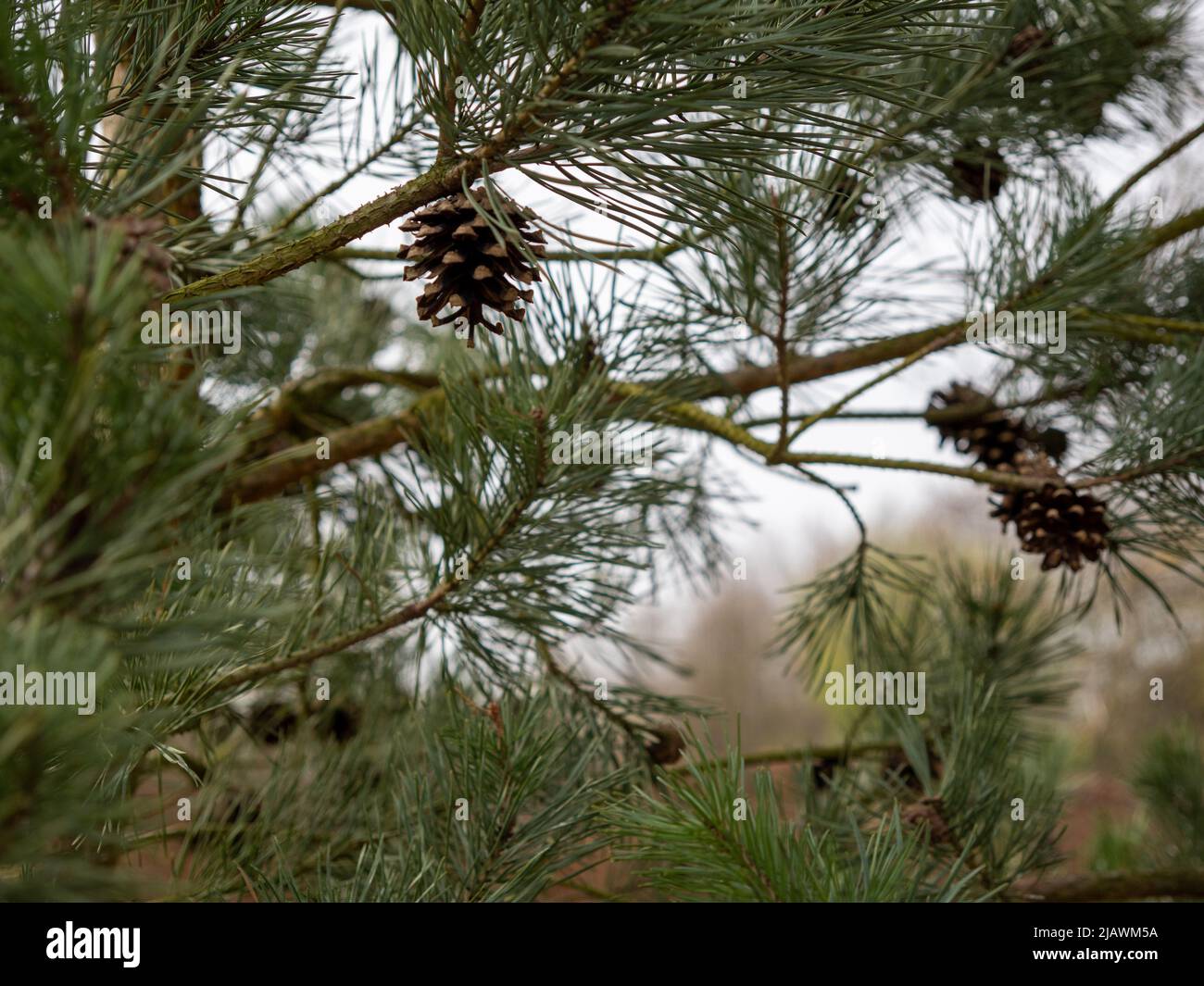 Fir cones on the branches. A bump on the branches of a tree Stock Photo ...