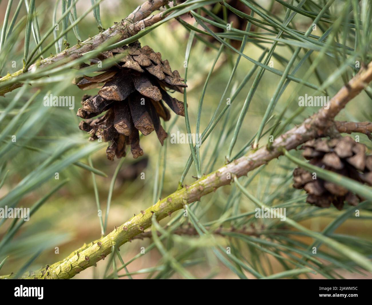 Fir cones on the branches. A bump on the branches of a tree Stock Photo ...