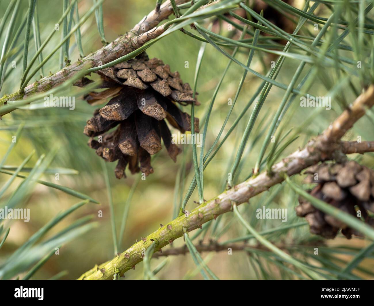 Fir cones on the branches. A bump on the branches of a tree Stock Photo ...
