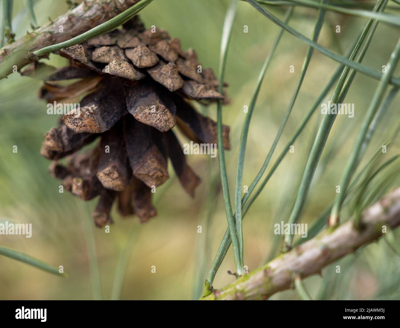 Fir cones on the branches. A bump on the branches of a tree Stock Photo ...