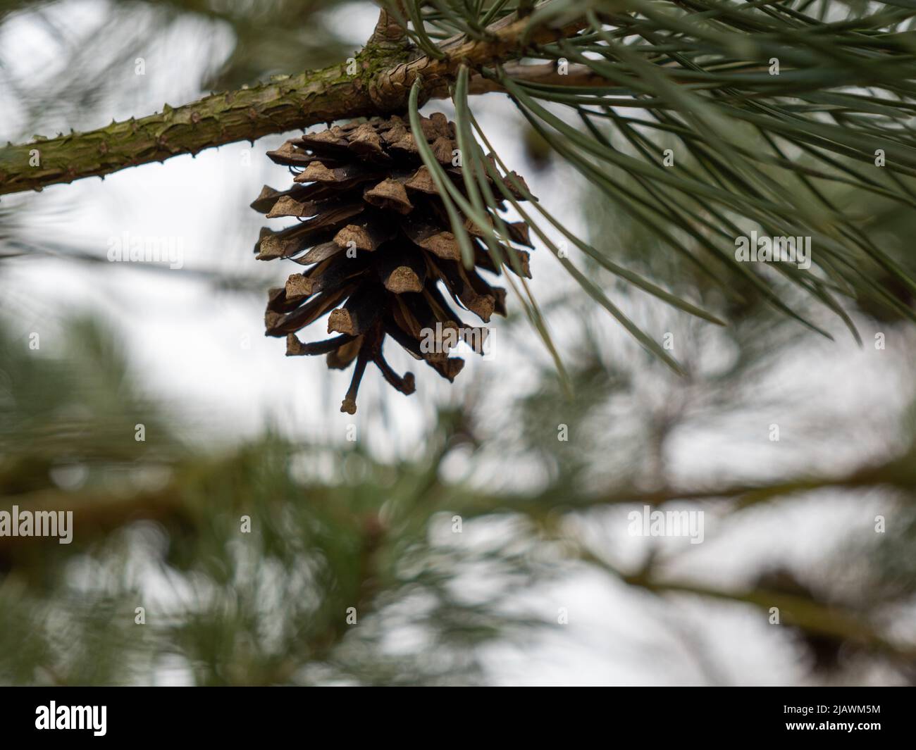 Fir cones on the branches. A bump on the branches of a tree Stock Photo ...