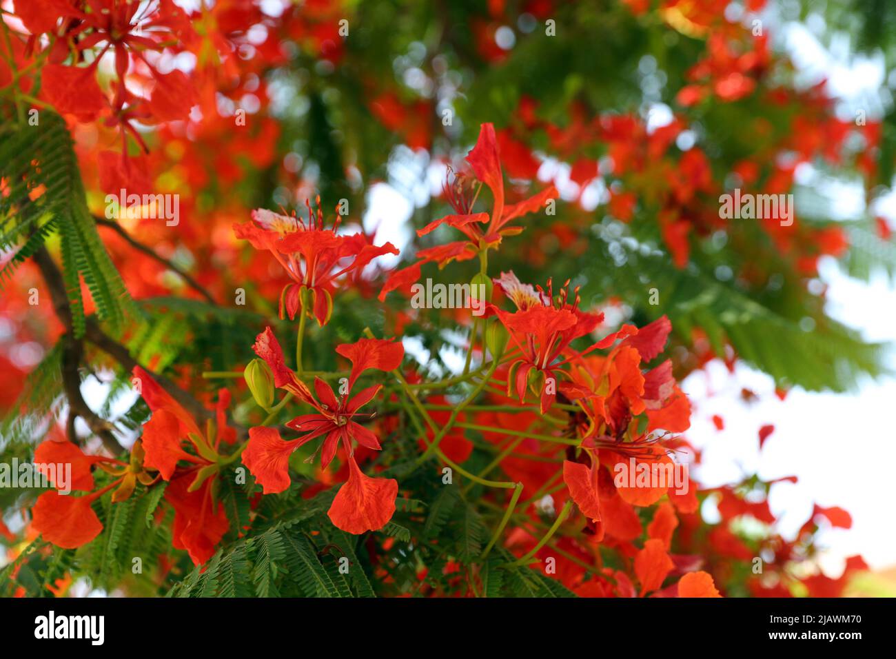 Cairo. 1st June, 2022. Photo taken on June 1, 2022 shows flowering ...