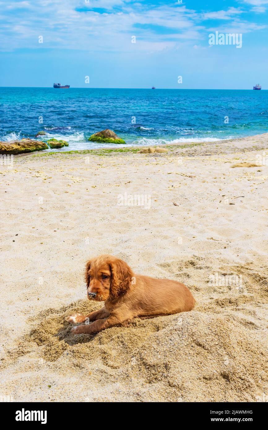 Two months old male puppy English Cocker Spaniel dog buried in the sand ...