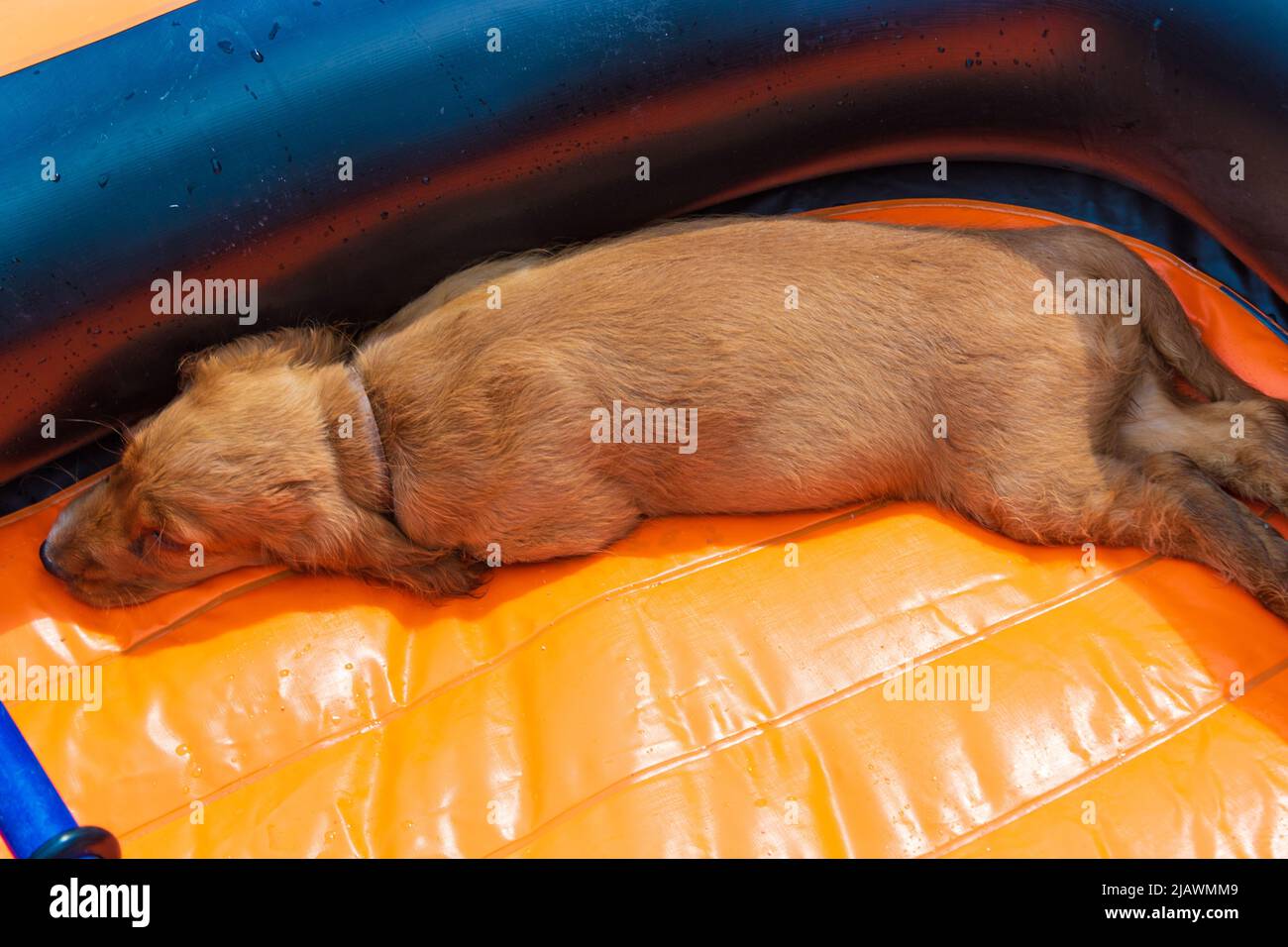Cute two months old male puppy cocker spaniel dog lying in inflatable ...