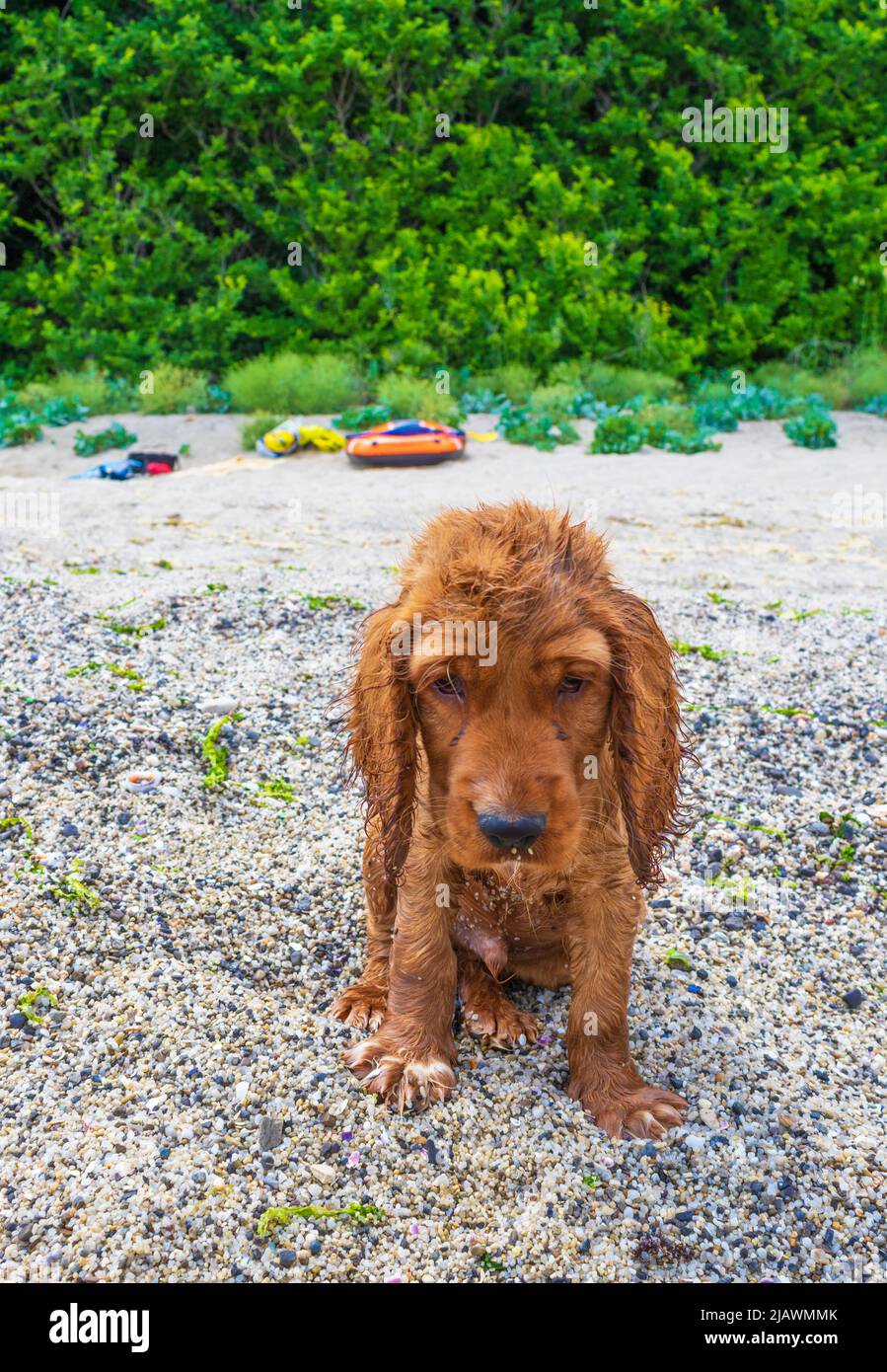 Cute two months old male puppy cocker spaniel dog playing with its ...