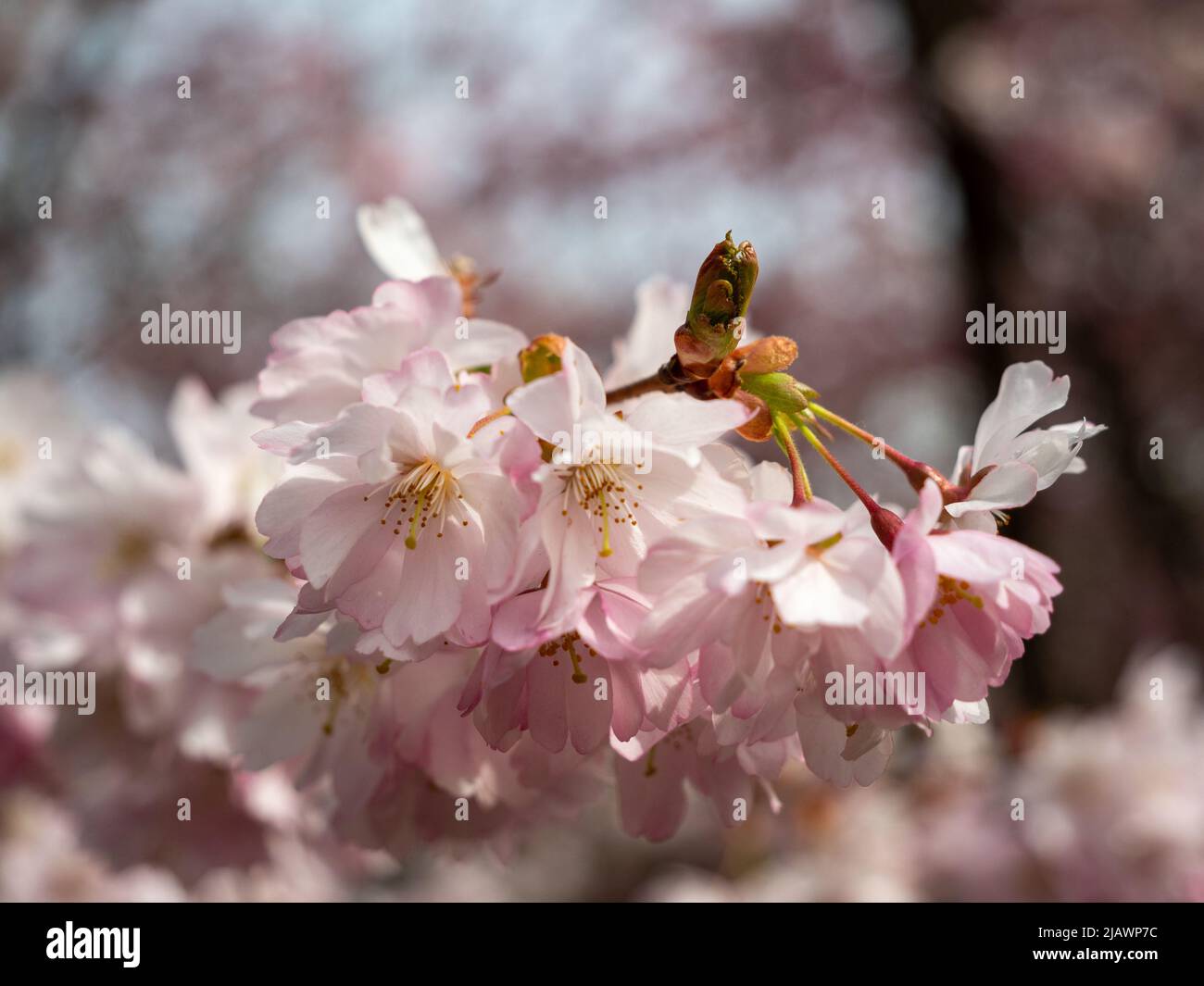 Blooming cherry. Blossoming cherry tree. cherry blossoms Stock Photo ...