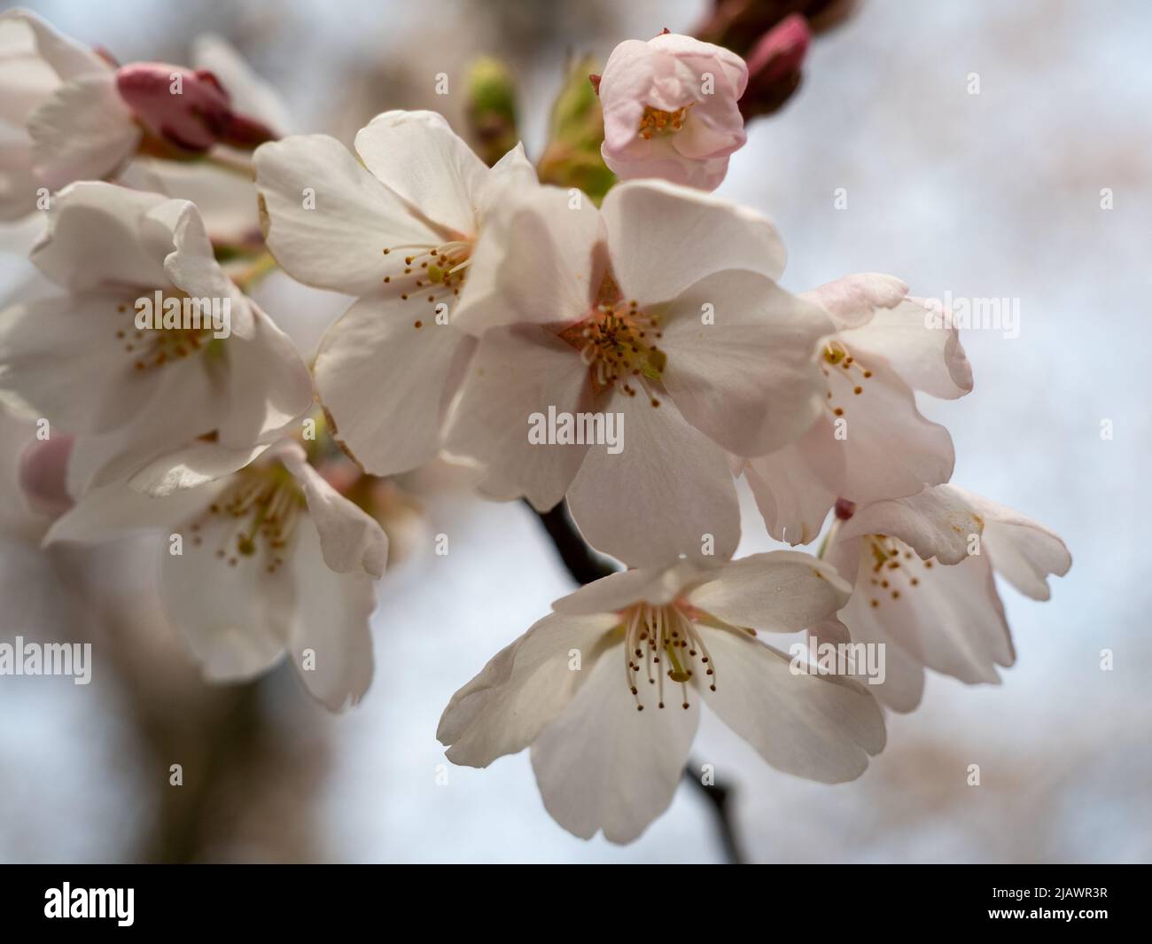 Blooming cherry. Blossoming cherry tree. cherry blossoms Stock Photo ...