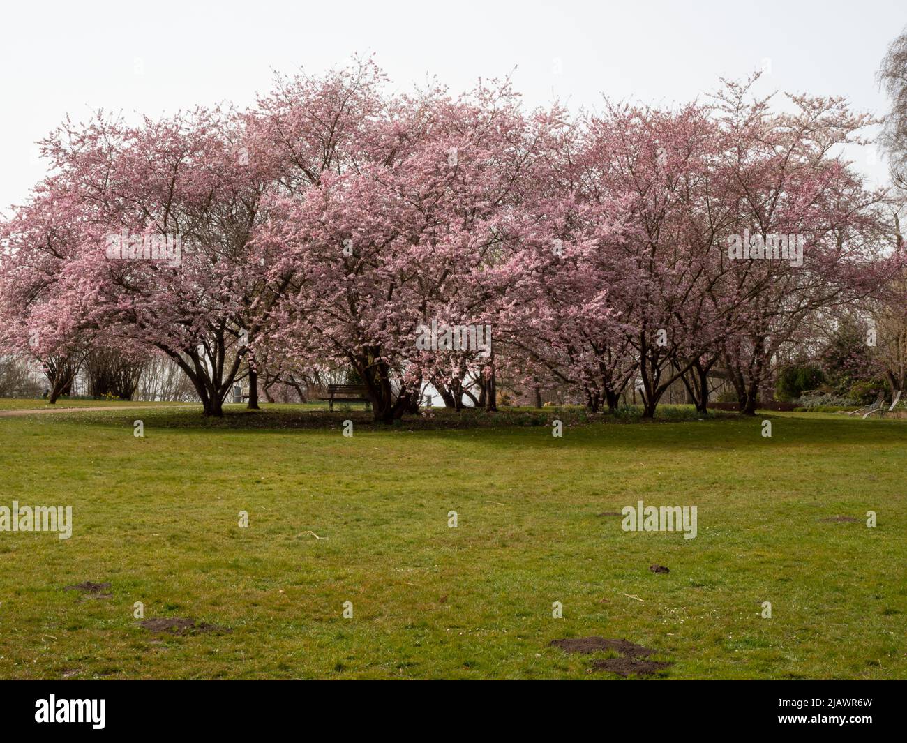 Blooming cherry. Blossoming cherry tree. cherry blossoms Stock Photo ...