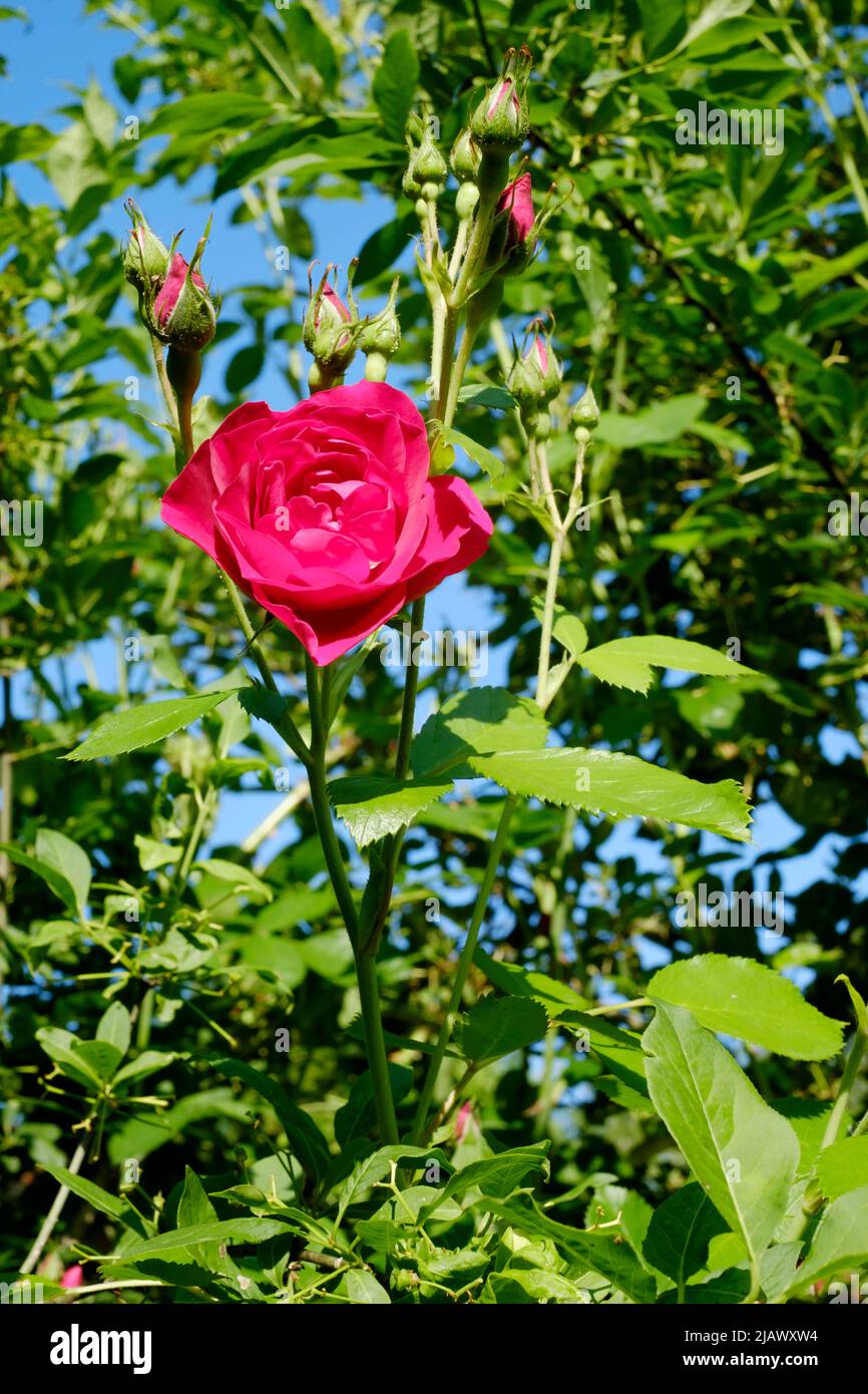 newly opened rambling rose flower with buds on a bush in rural garden ...