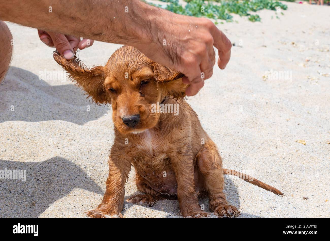 Cute two months old male puppy cocker spaniel dog playing with its ...