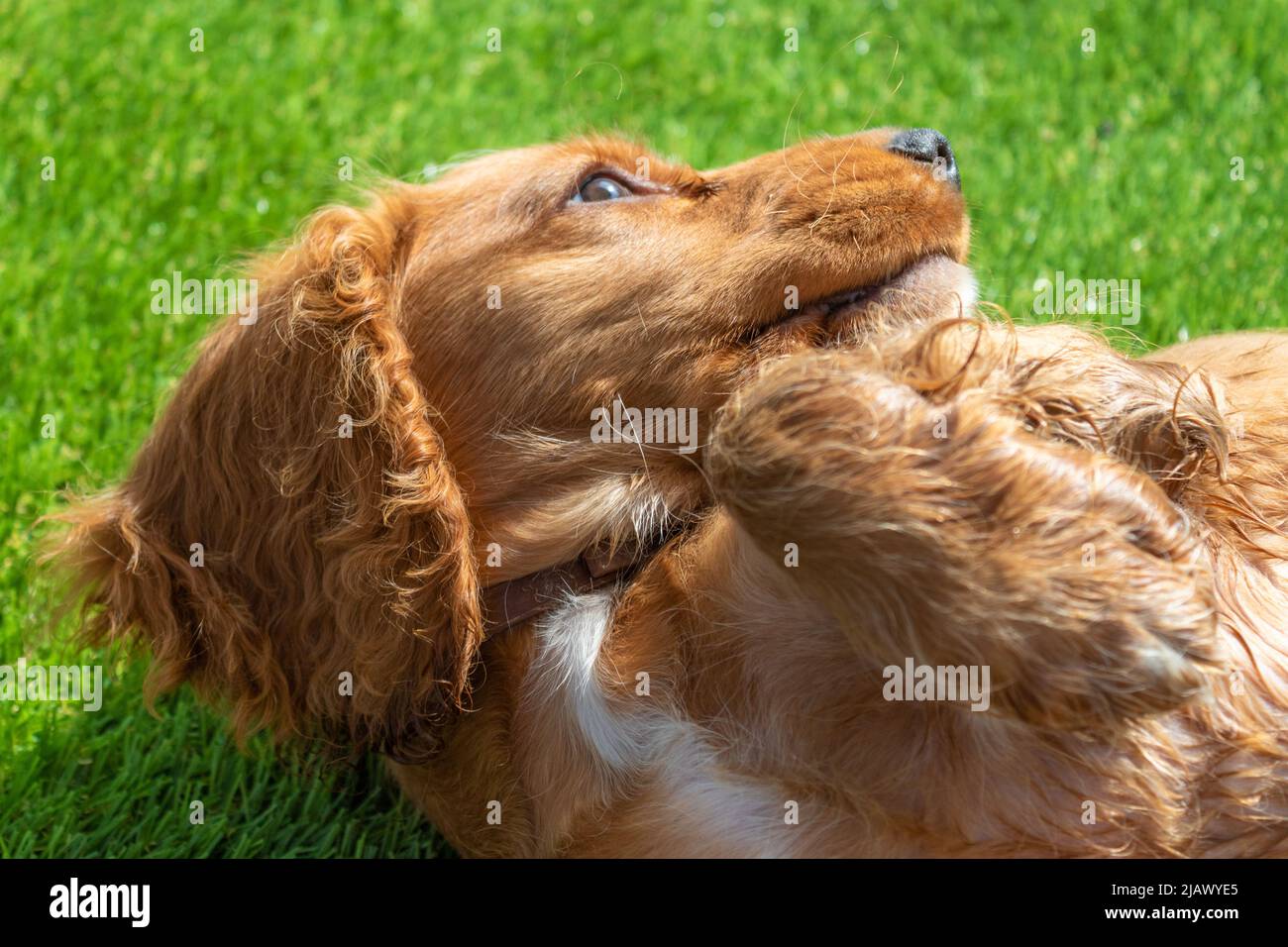 Cute puppy two month old English Cocker Spaniel dog Johny relaxing ...
