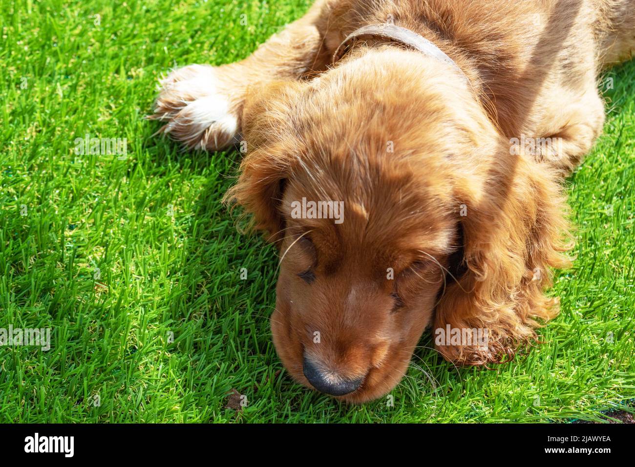 Cute puppy two month old English Cocker Spaniel dog Johny relaxing ...