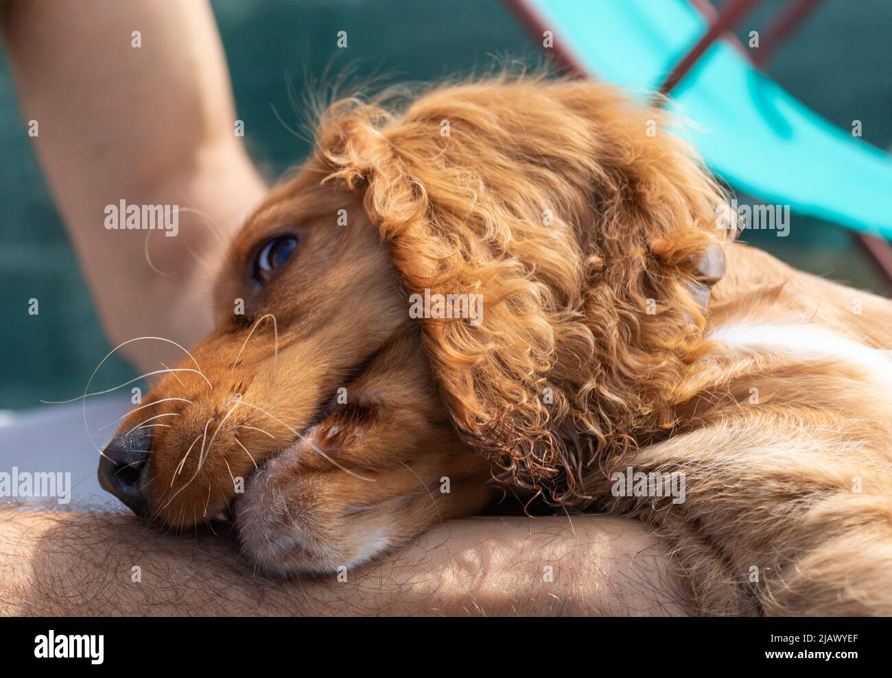 Cute puppy two month old English Cocker Spaniel dog Johny relaxing ...