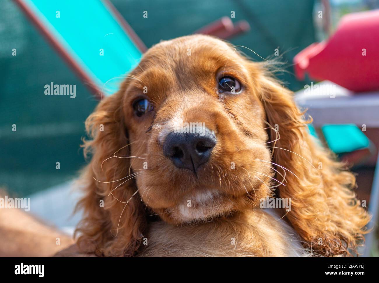 Cute puppy two month old English Cocker Spaniel dog Johny relaxing ...