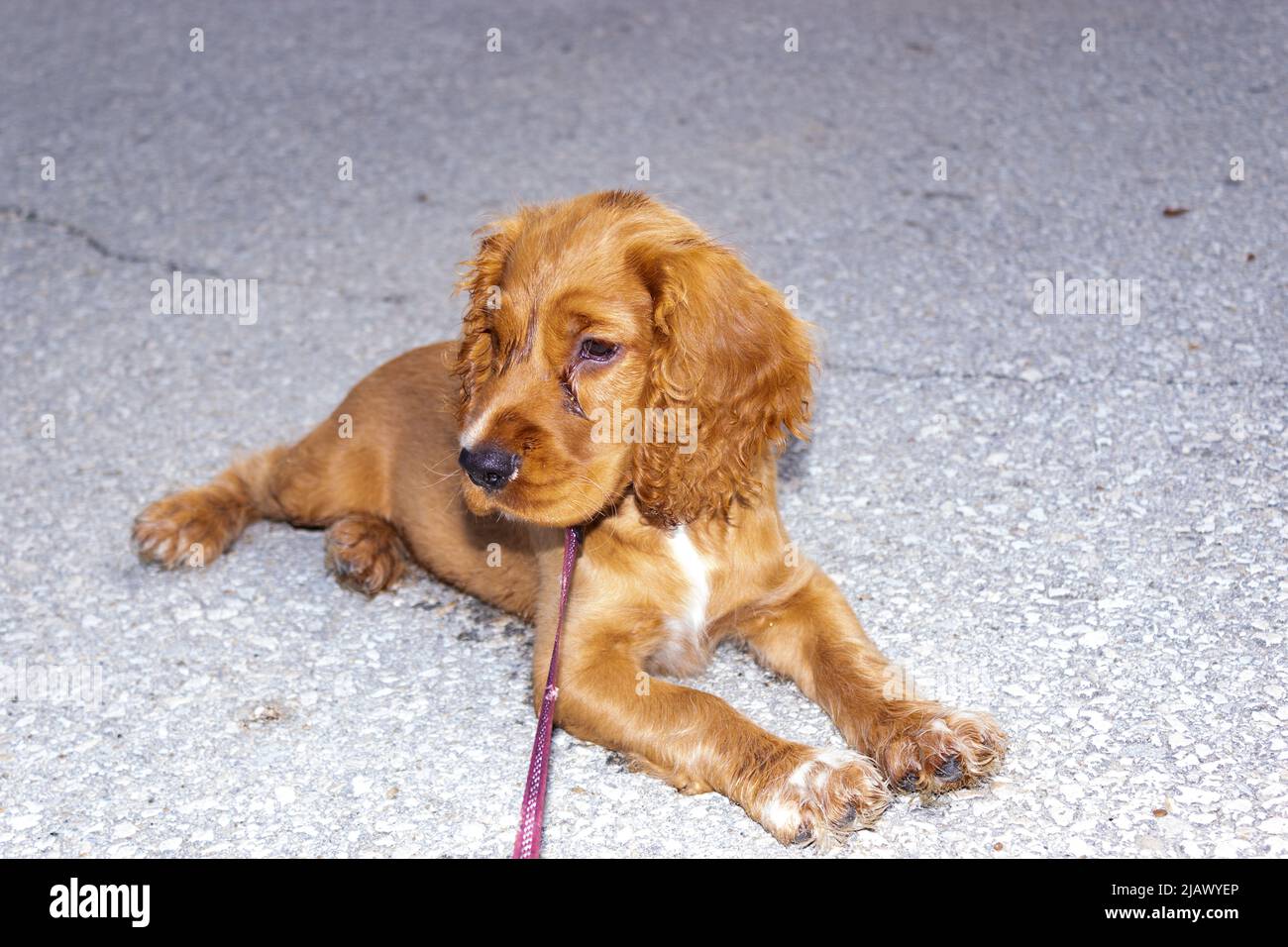 Cute puppy two month old English Cocker Spaniel dog Johny relaxing ...