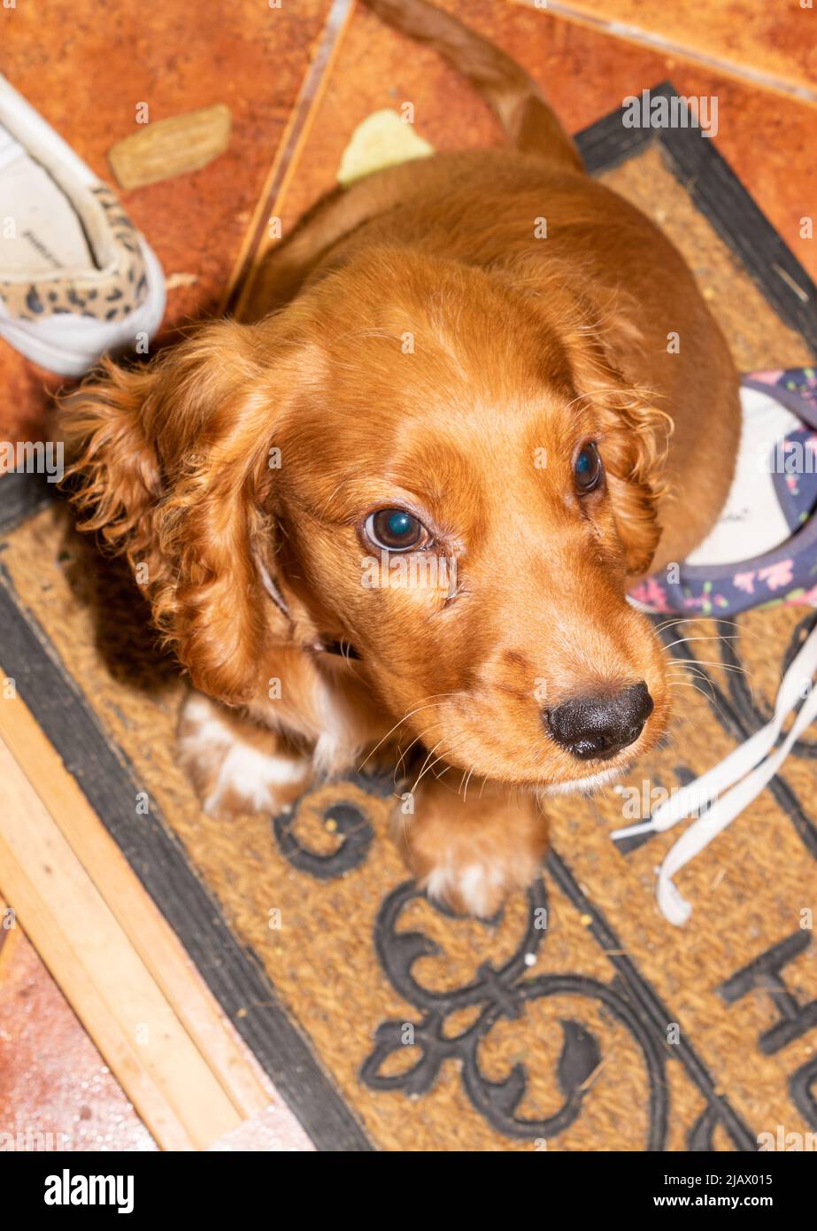 Cute puppy two months old English Cocker Spaniel dog Johny lying down ...