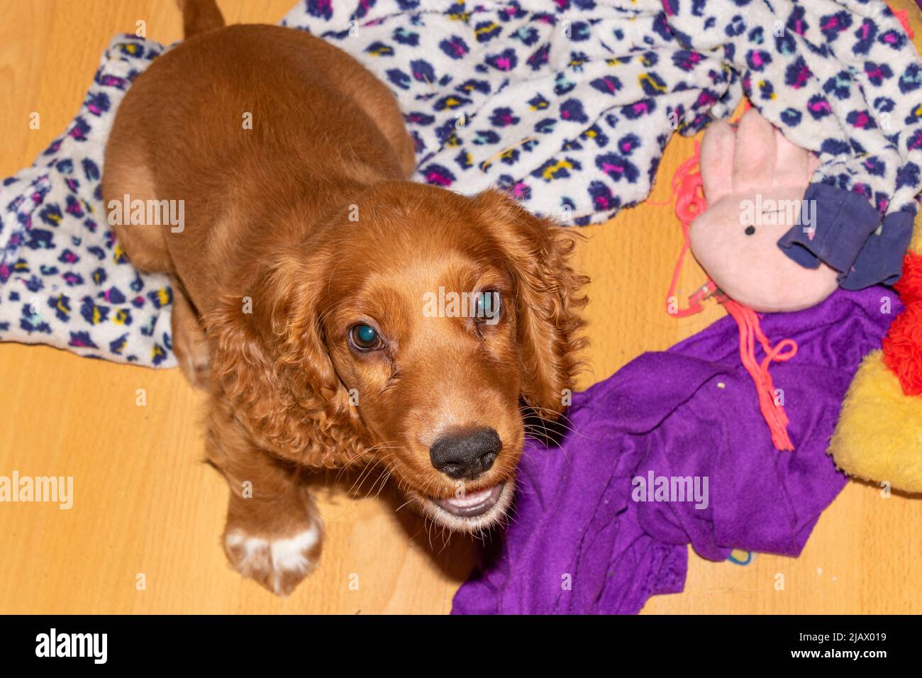 Cute puppy two months old English Cocker Spaniel dog Johnny at a floor ...