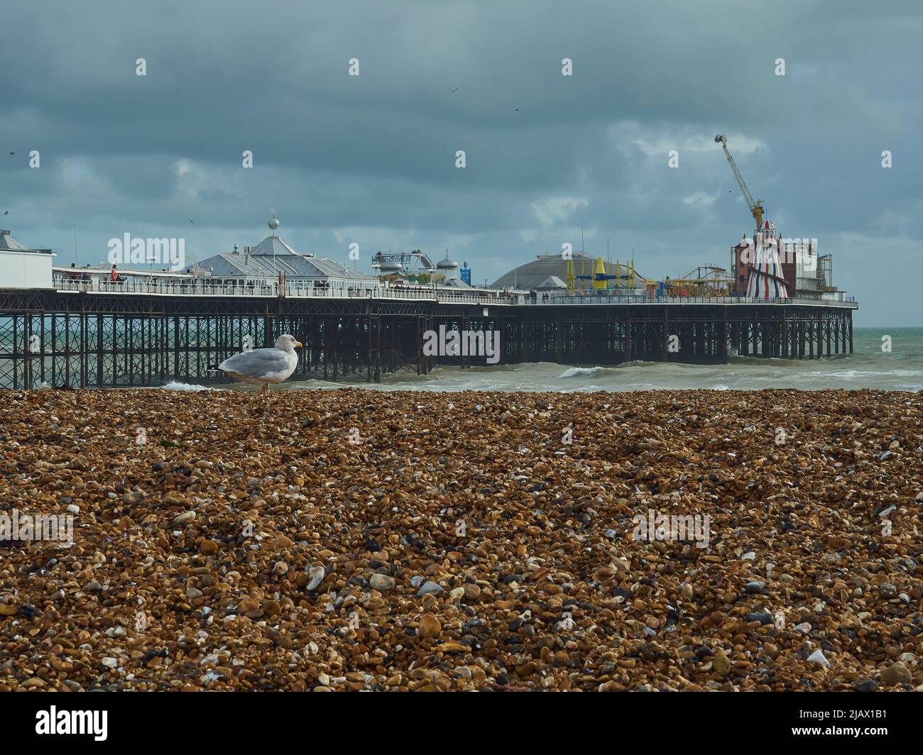 A gull surveys a wistful, nostalgic scene of pebble beach, breaking ...
