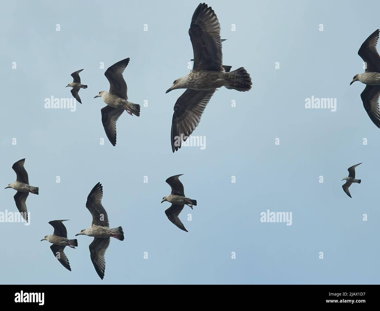 Group of herring gulls hi-res stock photography and images - Alamy