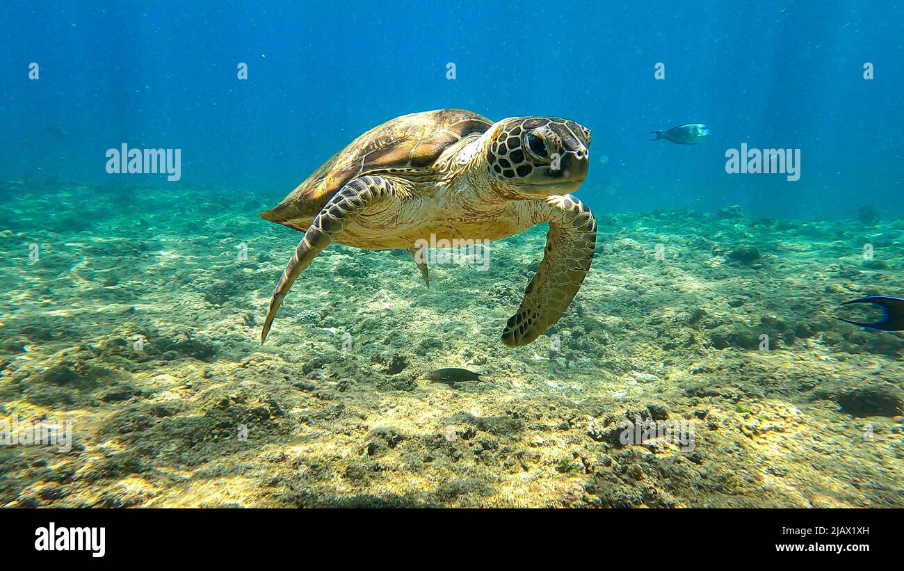 Hawksbill turtle in blue tropical water Stock Photo - Alamy