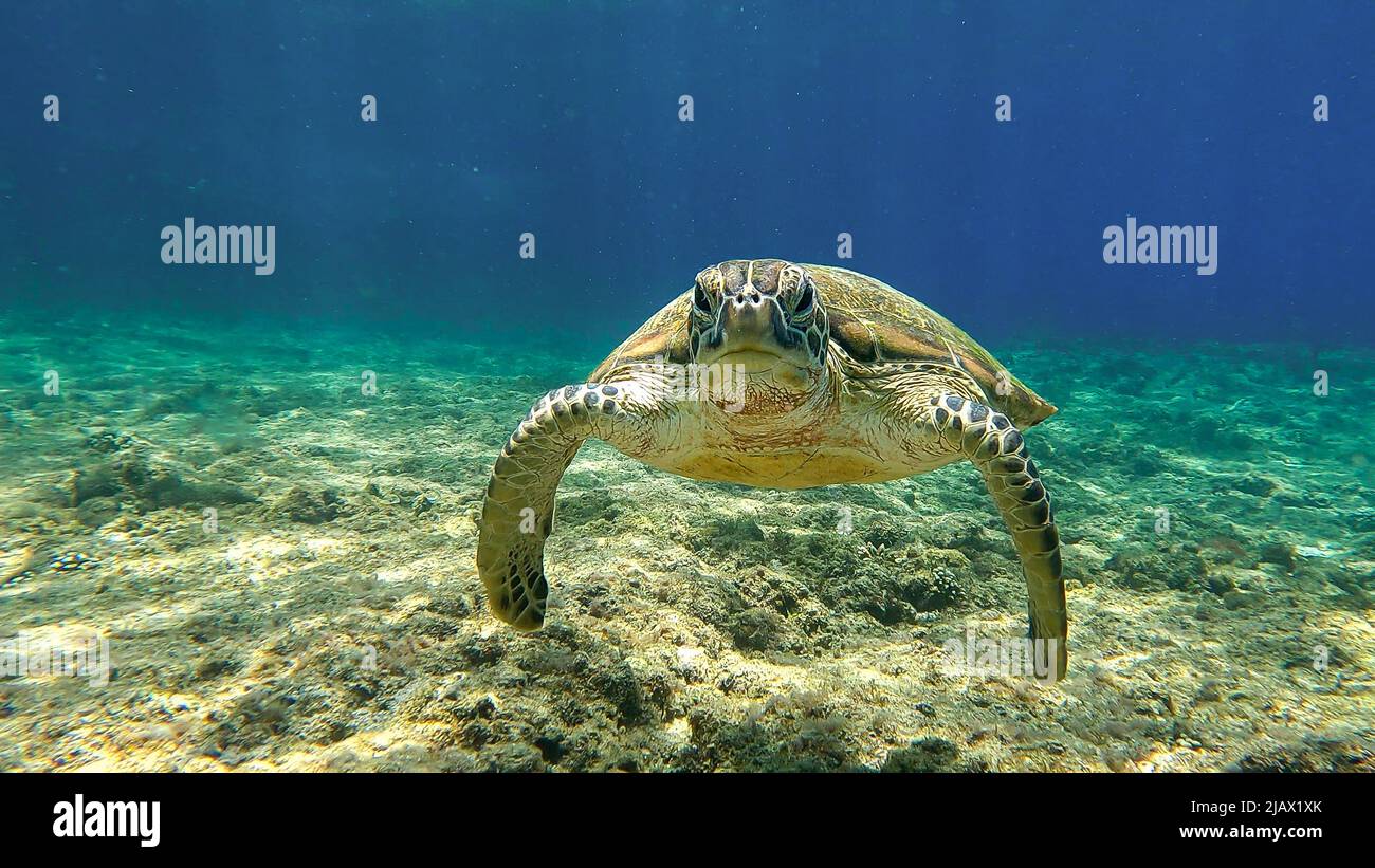 Turtle under water hi-res stock photography and images - Alamy