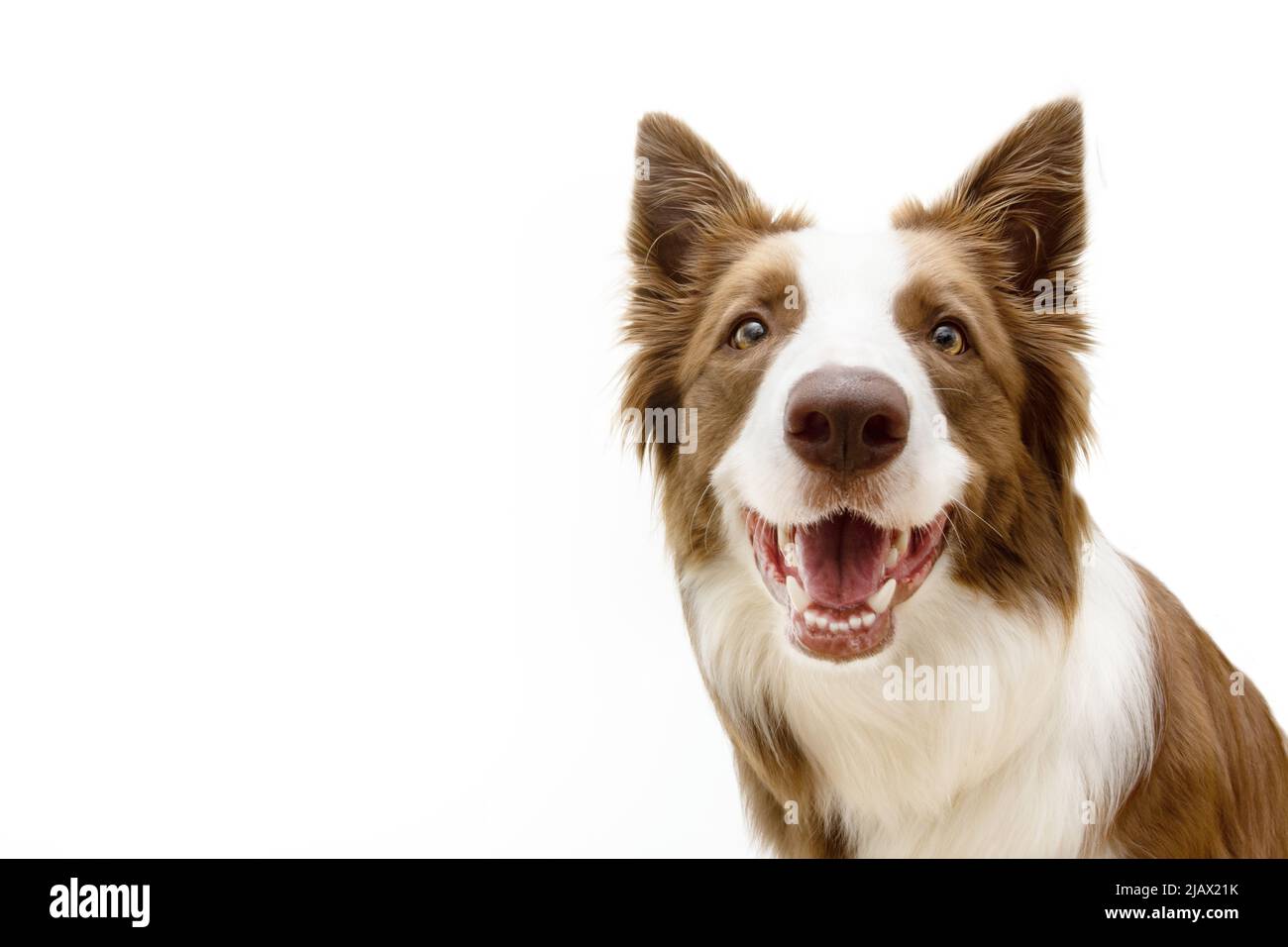 Happy and smiling border collie dog looking at camera. Isolated on ...