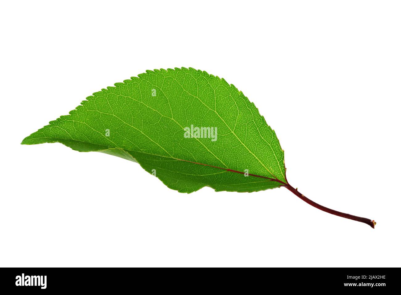 Apricot leaf isolated on a white background. File contains clipping ...