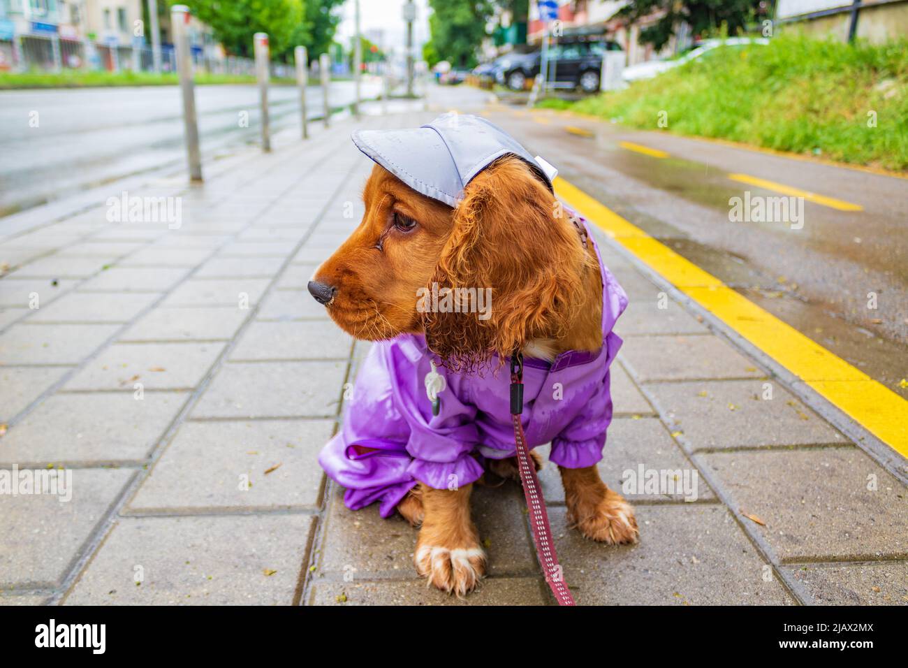Cute puppy three months old English Cocker Spaniel dog standing on a ...