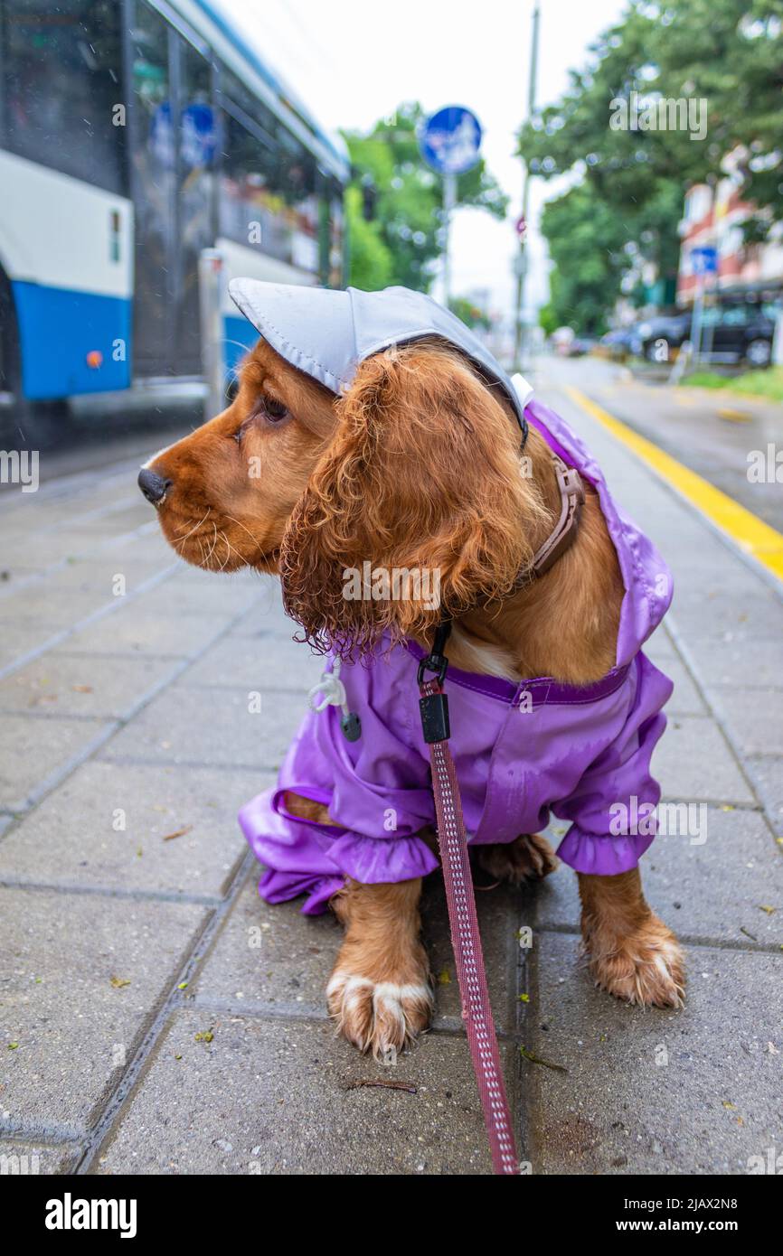 Cute puppy three months old English Cocker Spaniel dog standing on a ...