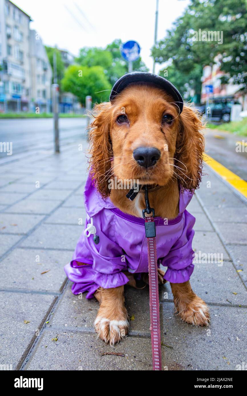 Cute puppy three months old English Cocker Spaniel dog standing on a ...