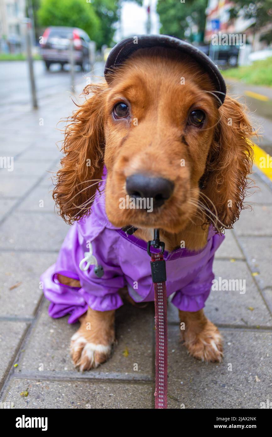 Cute puppy three months old English Cocker Spaniel dog standing on a ...