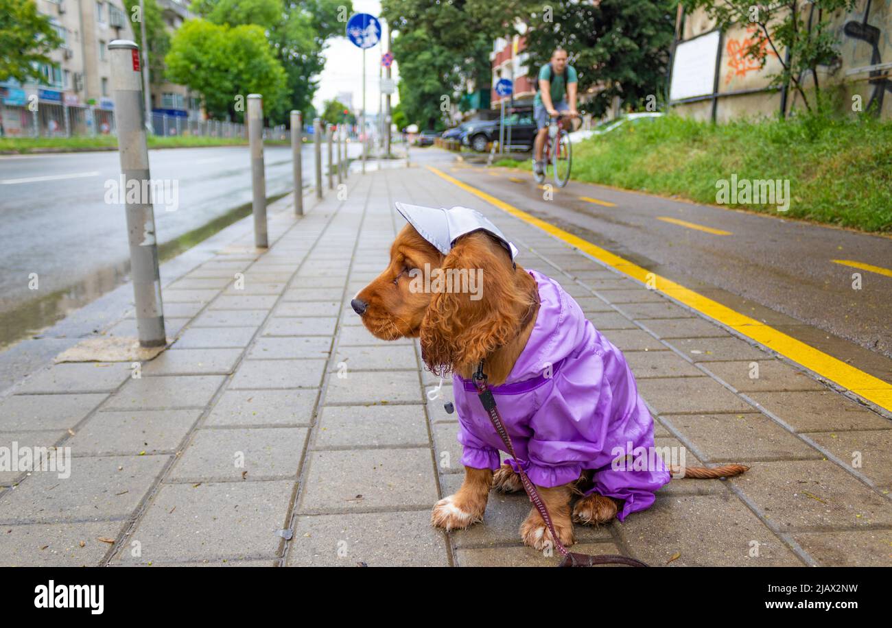 Cute puppy three months old English Cocker Spaniel dog standing on a ...