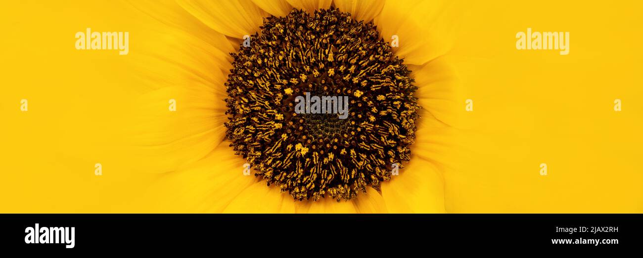 Beautiful yellow sunflower closeup, decorative flower, banner with copy ...