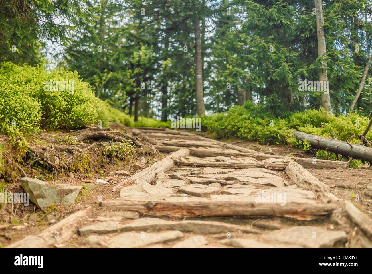 Beautiful forest stone path along green pine trees to the top of the ...