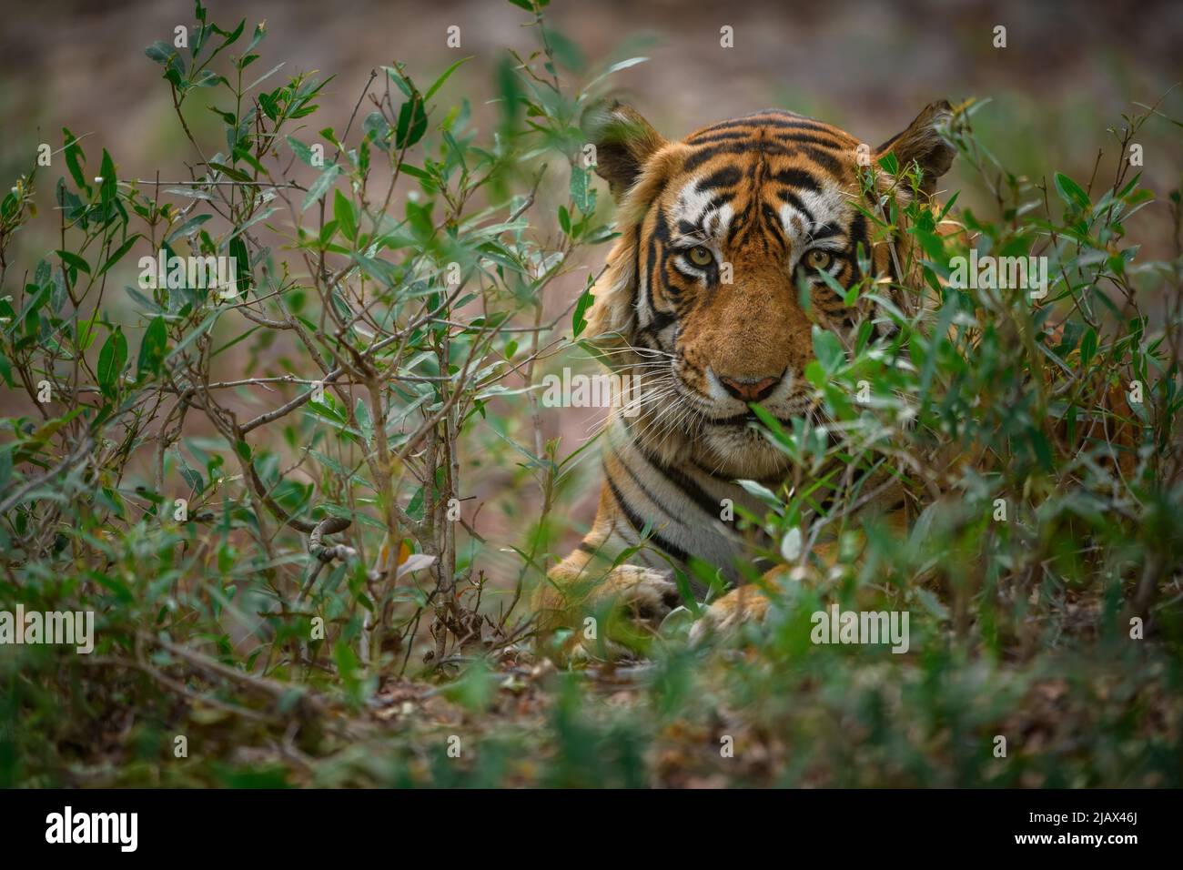 Java tiger hi-res stock photography and images - Alamy