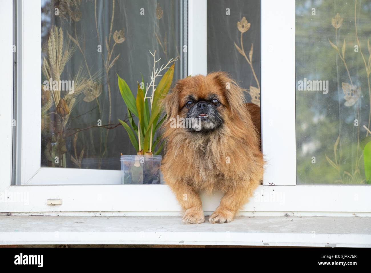 Pekingese sits on the window and looks out at the owner on the street ...