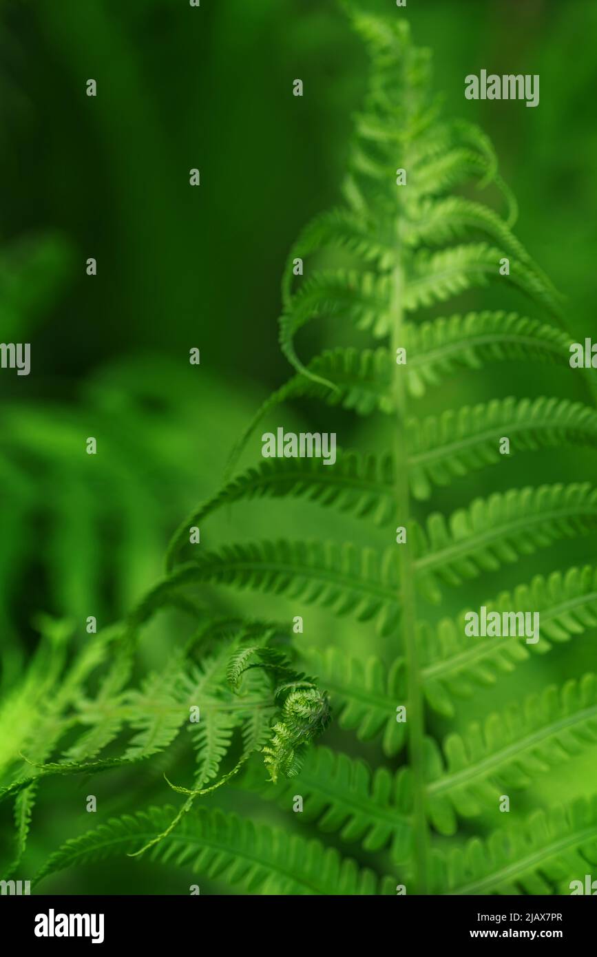 natural background plants foliage with sunlight fern place and evolving ...