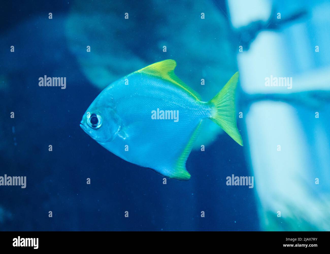 Berlin, Germany. 01st June, 2022. A silver fin swims in the AquaDom ...