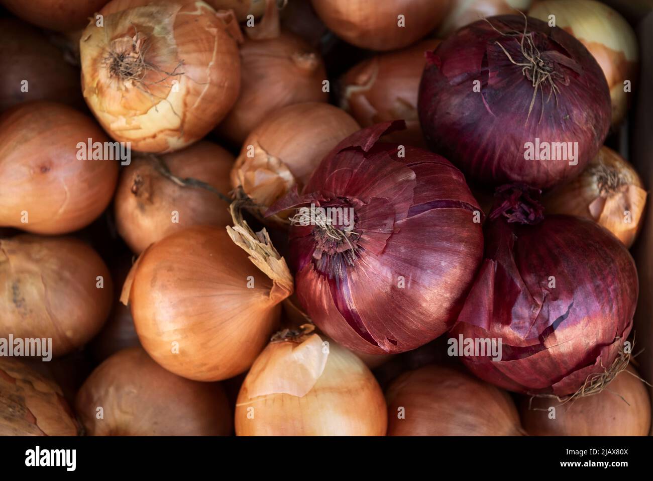White and purple onions Stock Photo - Alamy