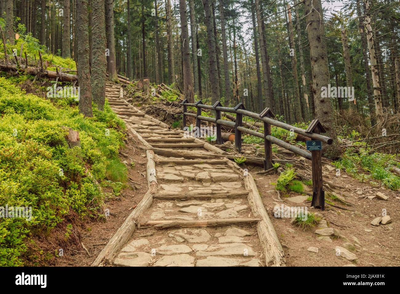Beautiful forest stone path along green pine trees to the top of the ...