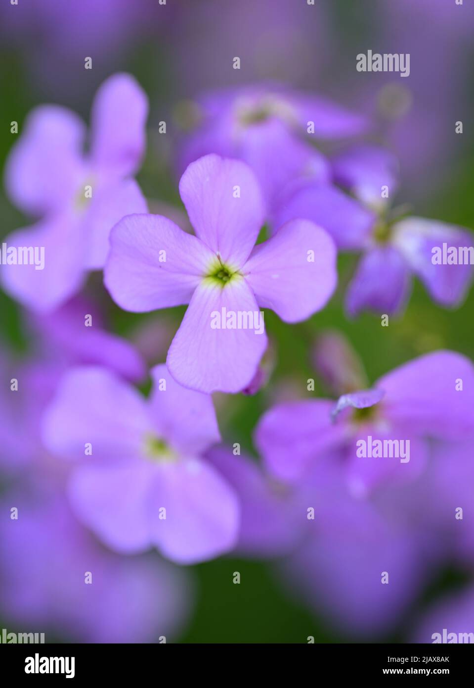 Dame's Rocket (Hesperis matronalis) with purple flowers Stock Photo - Alamy