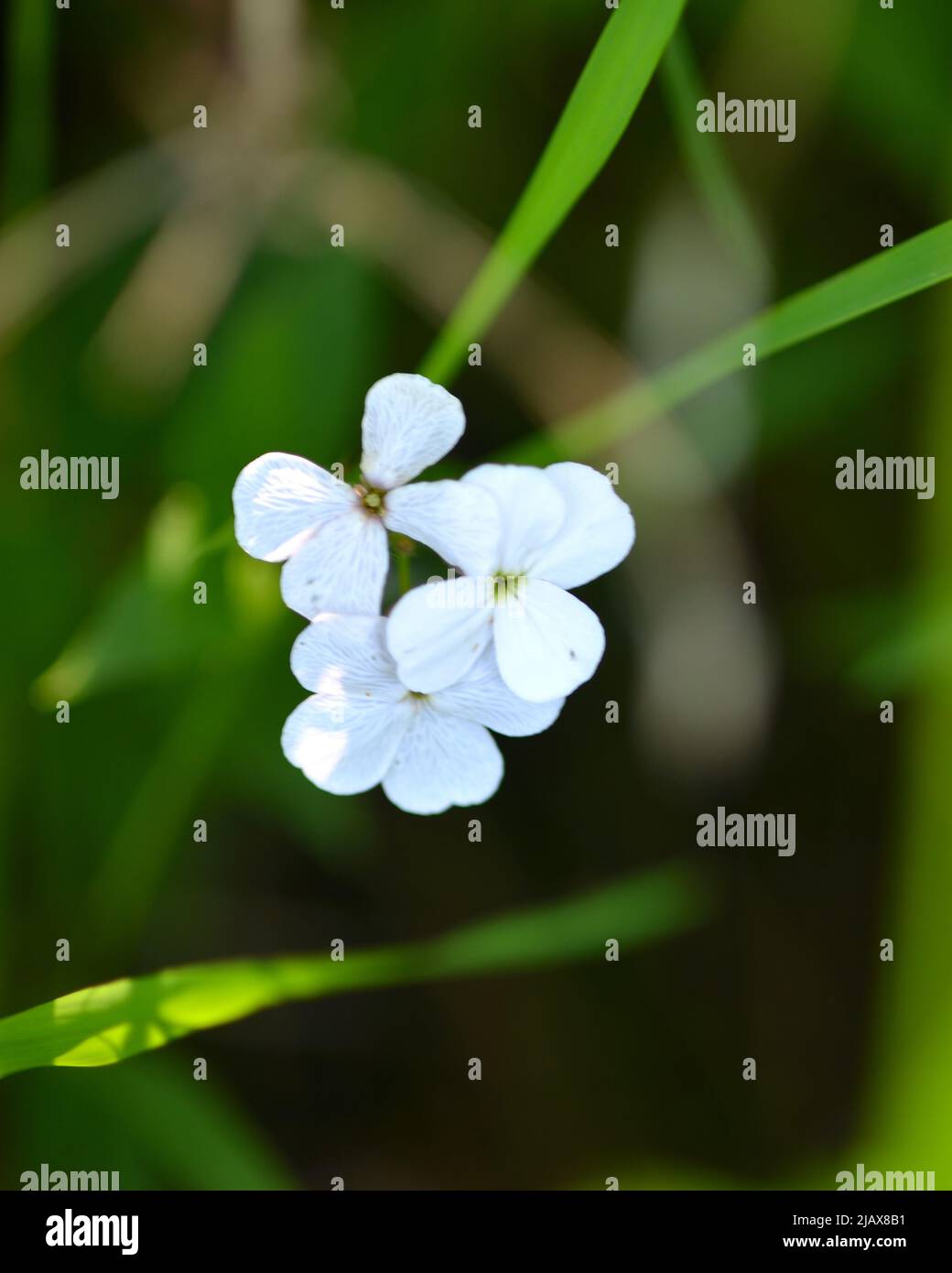 Dame's Rocket (Hesperis matronalis) with white flowers Stock Photo - Alamy