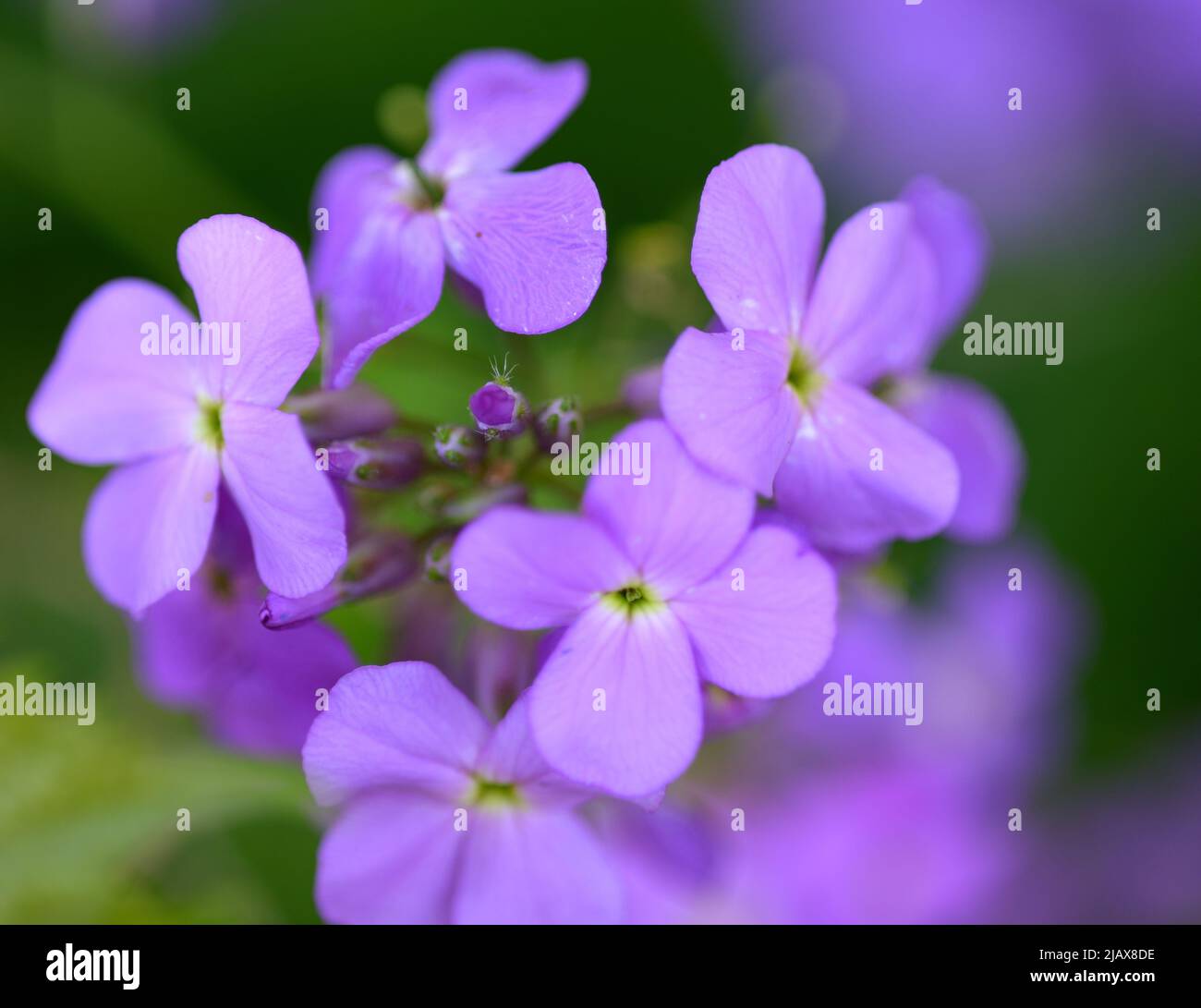 Dame's Rocket (Hesperis matronalis) with purple flowers Stock Photo - Alamy