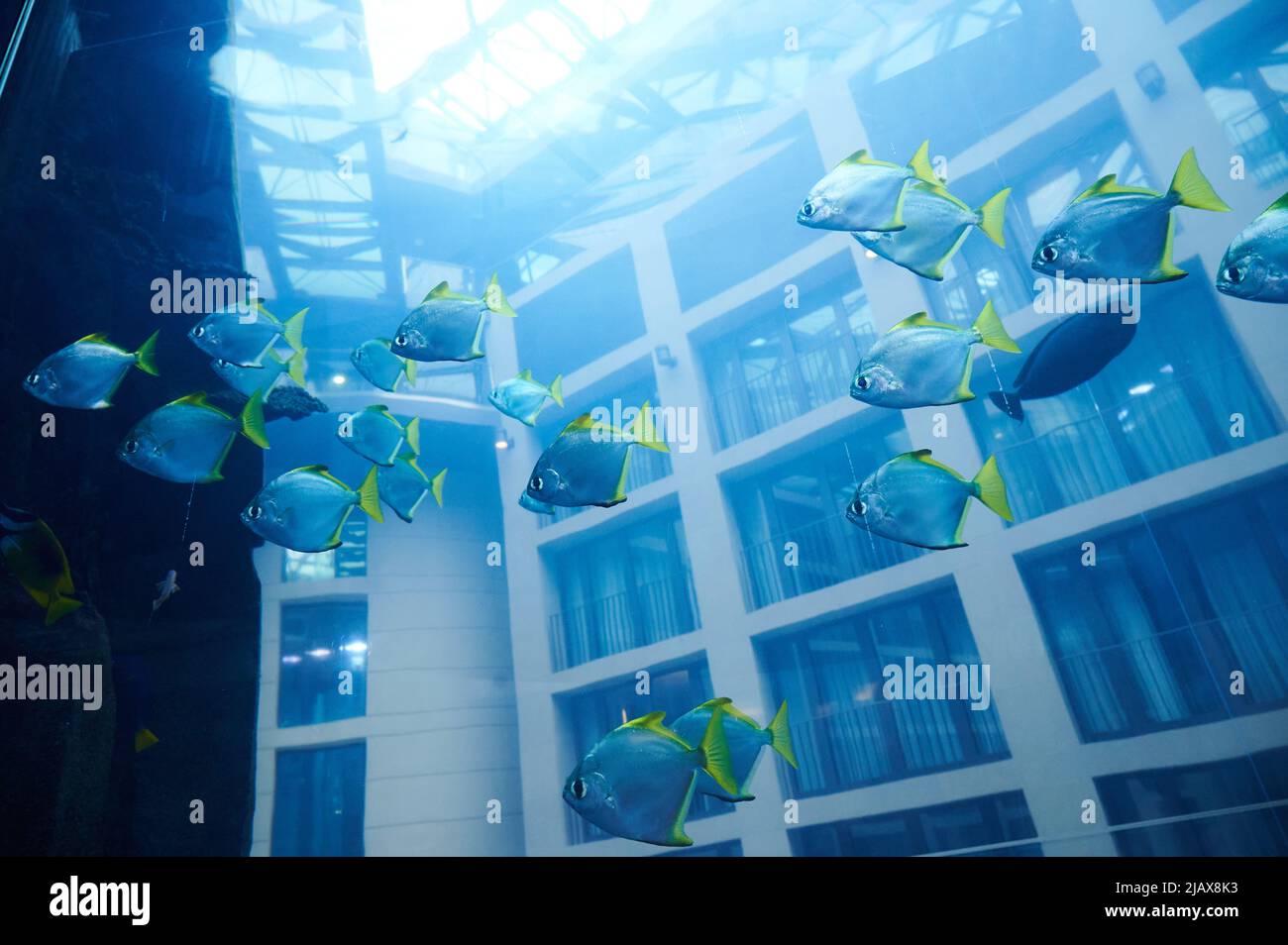 Berlin, Germany. 01st June, 2022. A school of silver fins swims in the ...