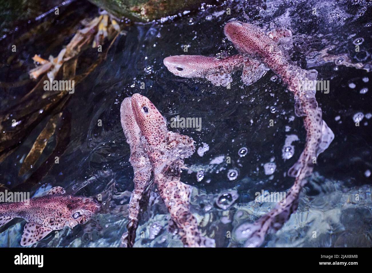 Berlin, Germany. 01st June, 2022. Cat sharks swim in a pool at SEA LIFE ...