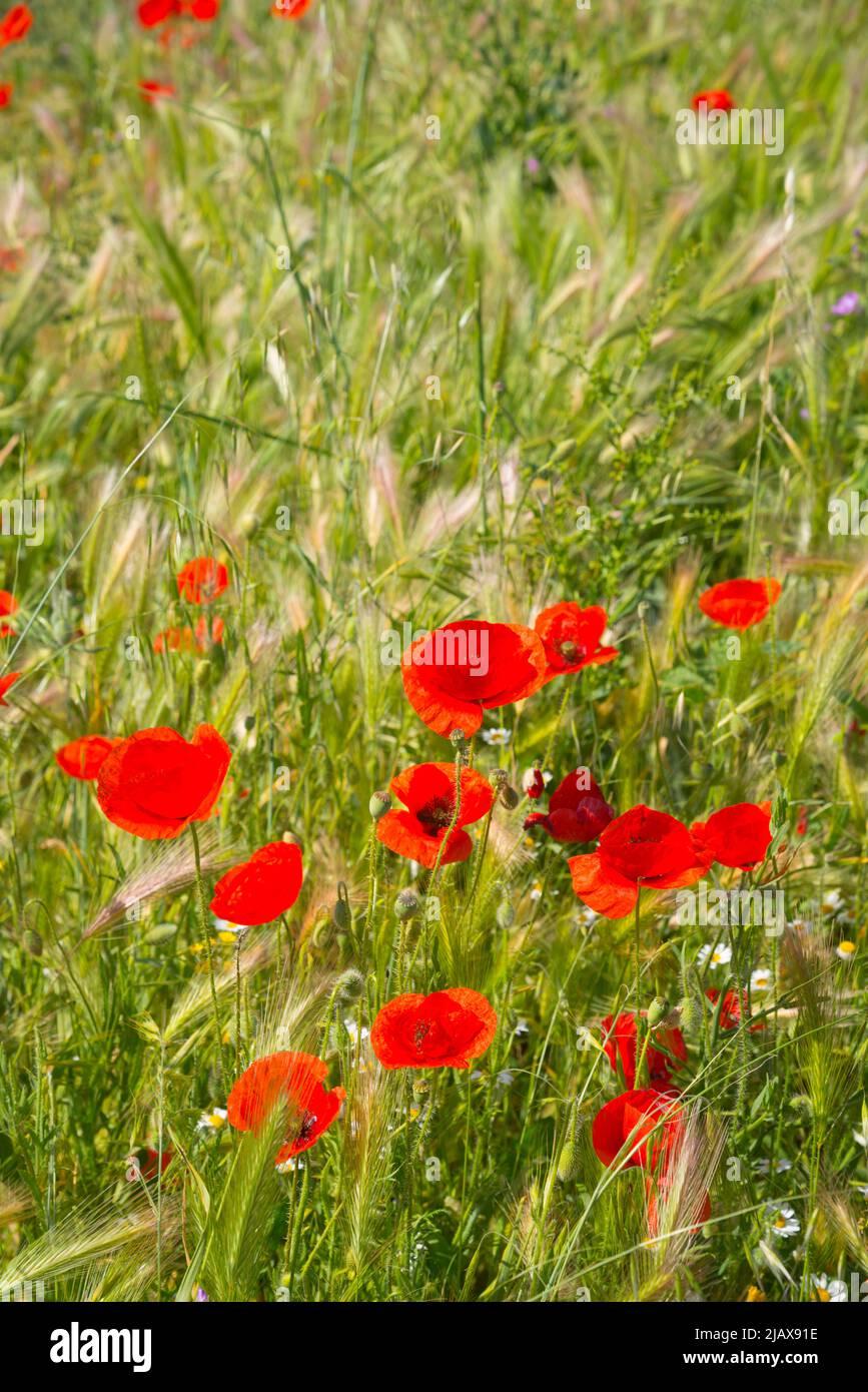 Poppy red fondo hi-res stock photography and images - Alamy