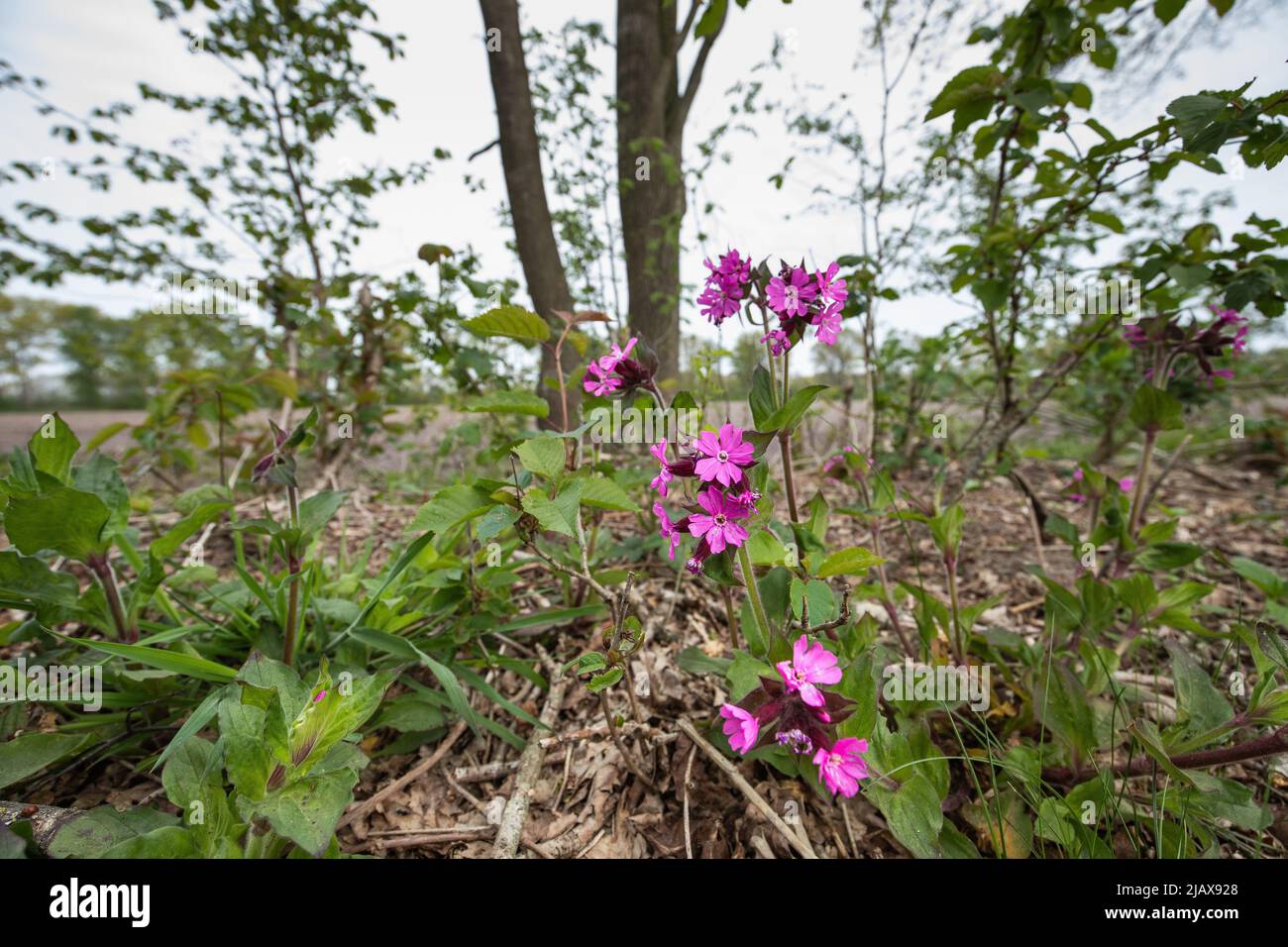 Carnation family hi-res stock photography and images - Alamy
